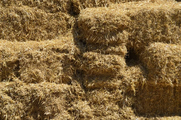 Cattle feeding hay Stock Photos, Royalty Free Cattle feeding hay Images ...