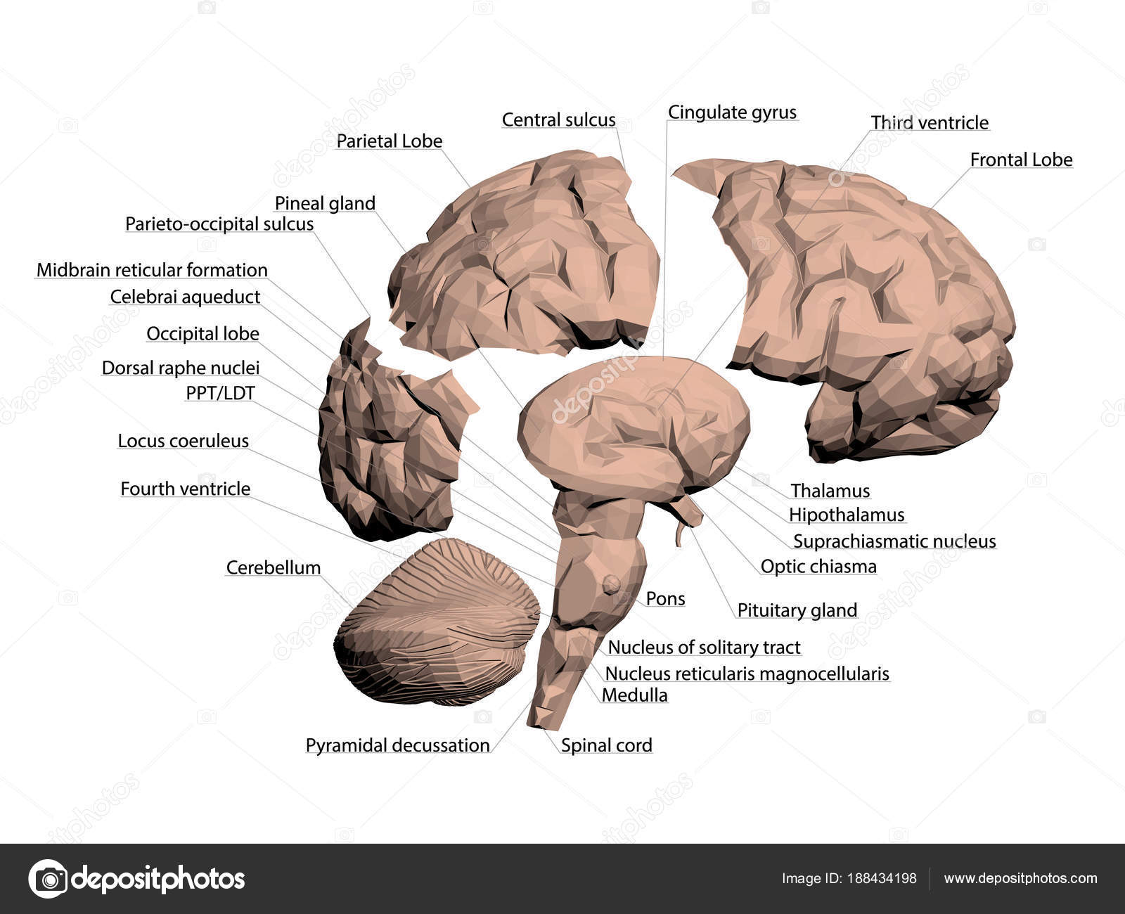 Estructura del cerebro humano Vector de stock #188434198 de ©Slim3D1