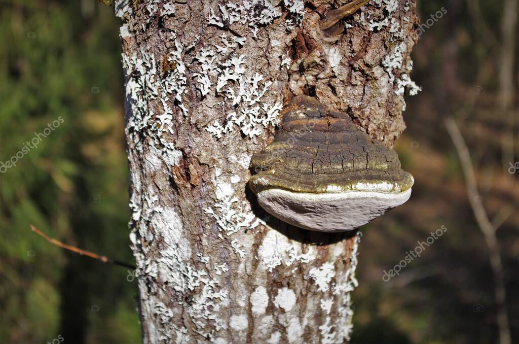 Un hongo de yesca viejo crece en un árbol. Primer plano de corteza de ...