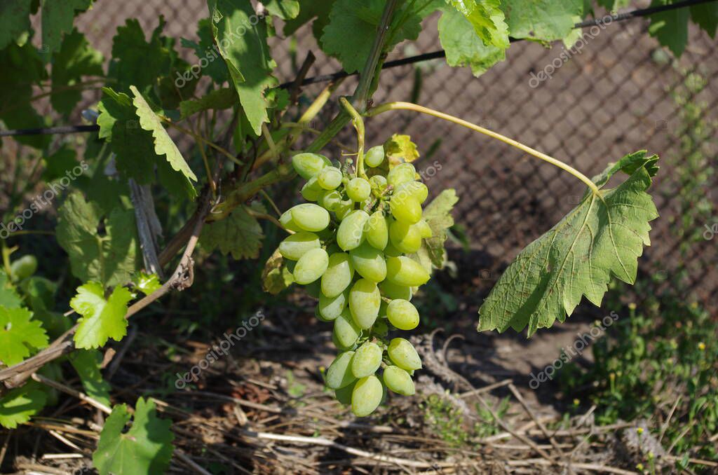 Un racimo de uvas blancas cuelga de una vid con hojas verdes. Fondo de ...