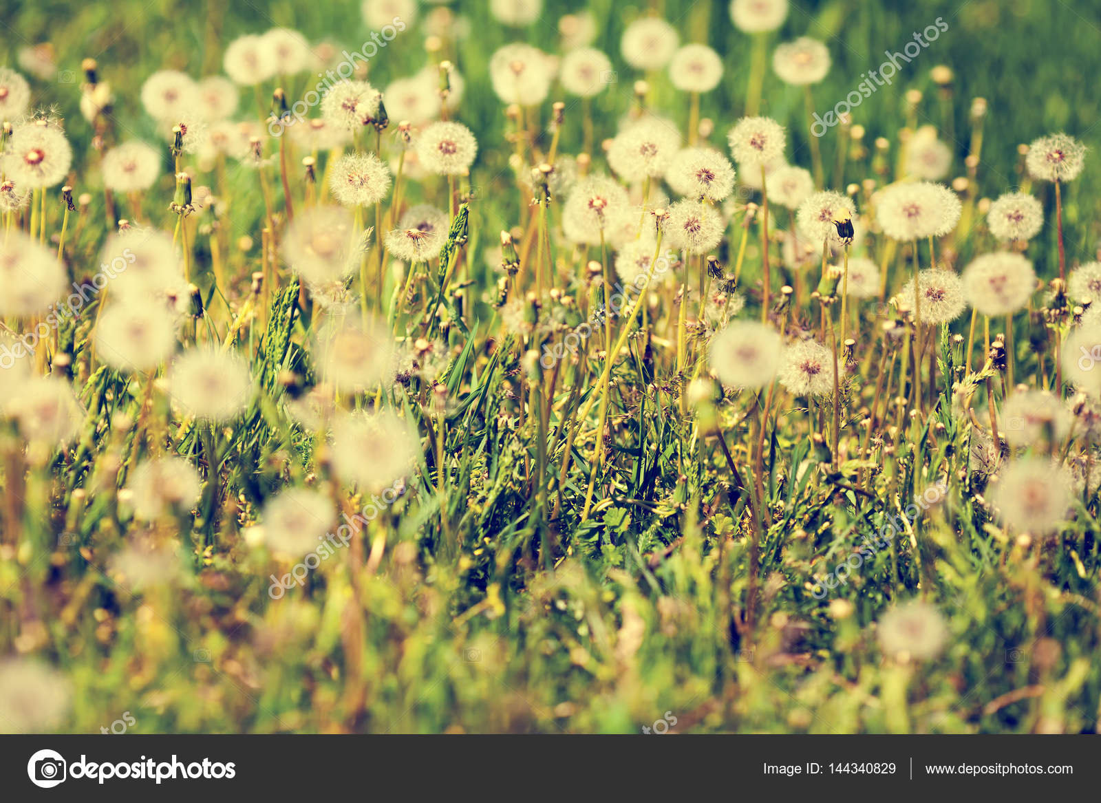 Vintage floral spring background Stock Photo by ©vvvita 144340829
