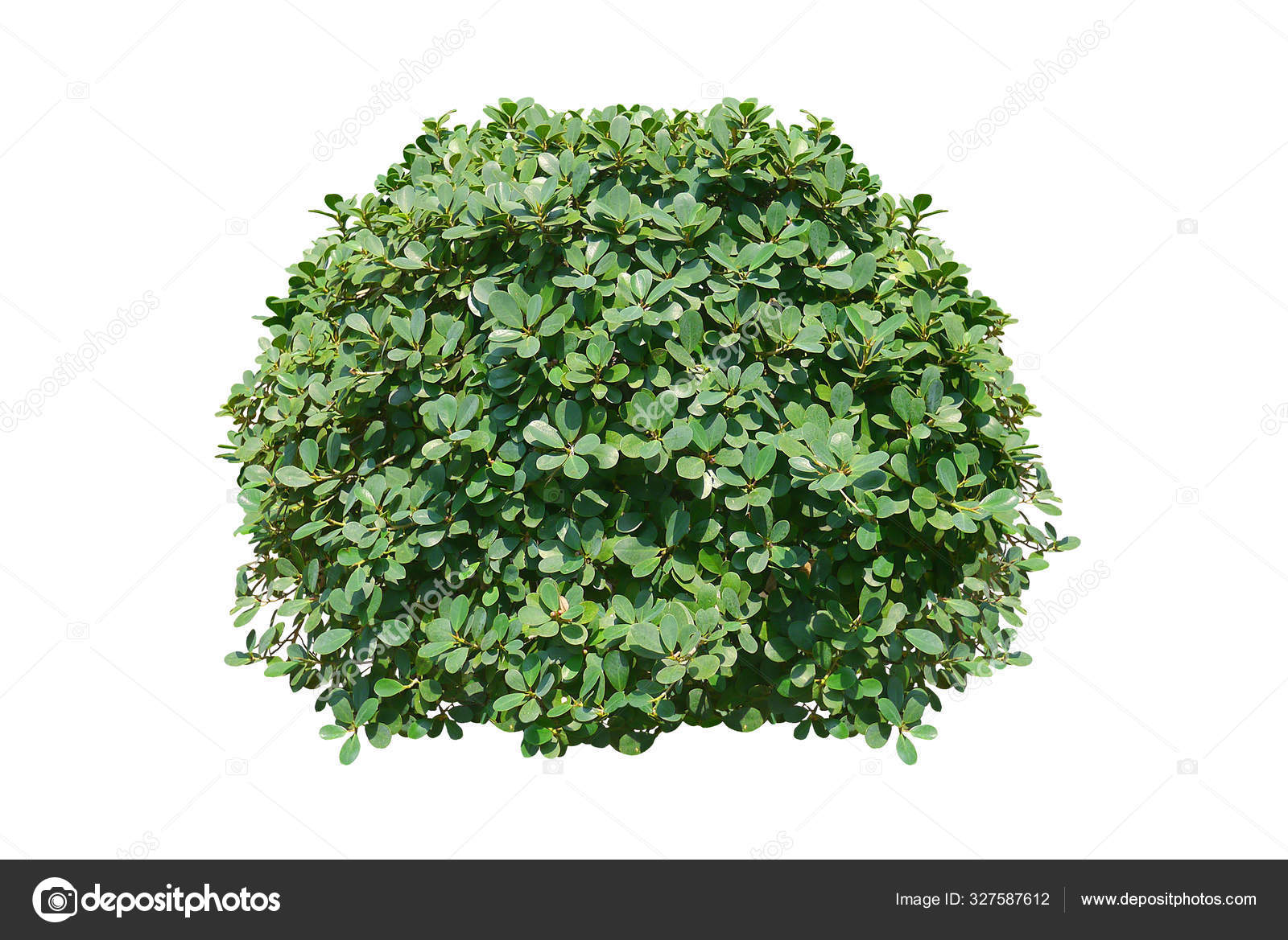 Green Bush Isolated White Background Stock Photo by ©moderngolf 327587612