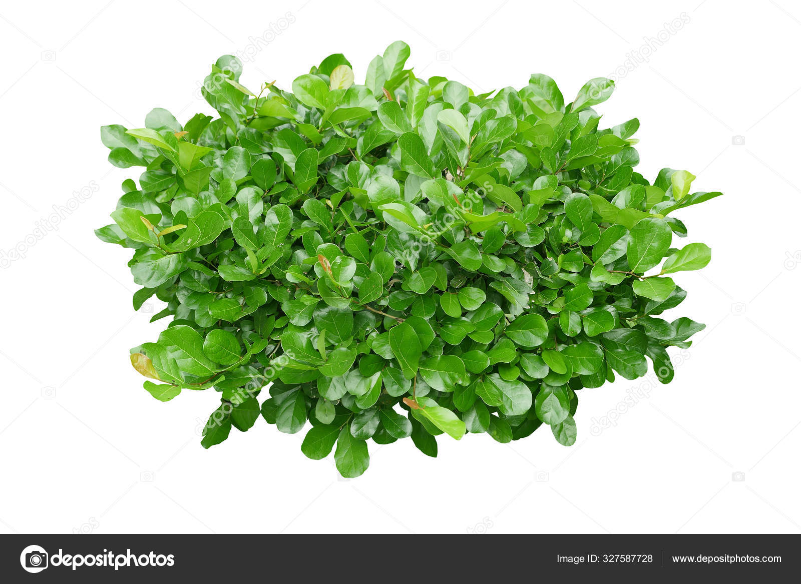 Green Bush Isolated White Background — Stock Photo © moderngolf #327587728