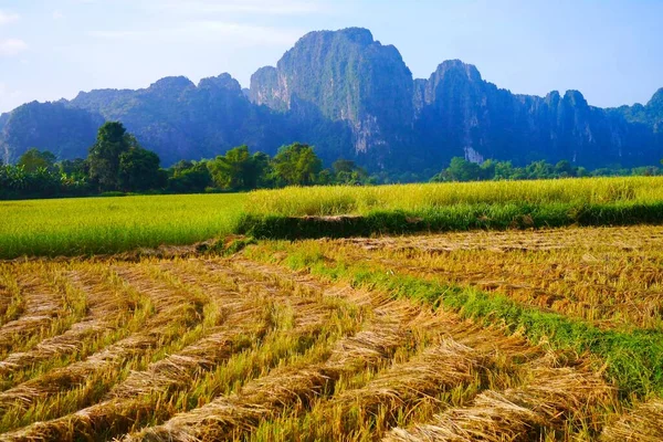 Rice Field Mountain Background Vang Vieng Laos — Stock Photo ...