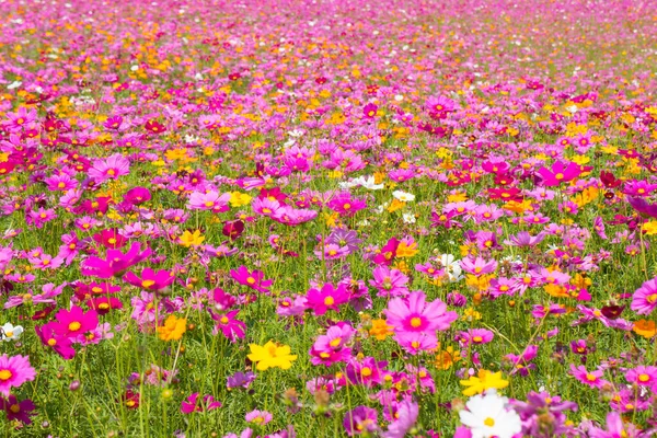 Colorful flower field Stock Photos, Royalty Free Colorful flower field ...
