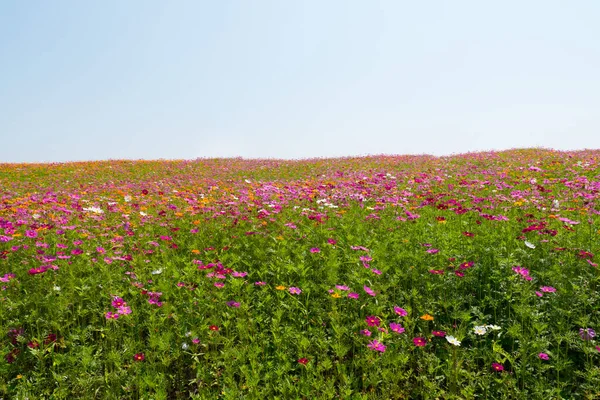 Summer flowers field Stock Photos, Royalty Free Summer flowers field ...