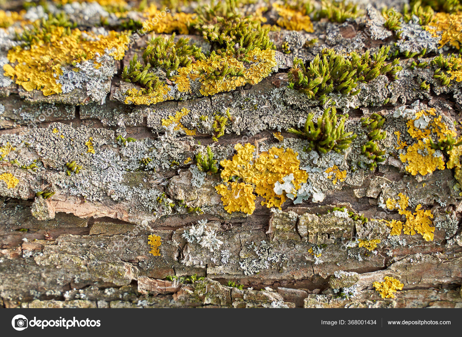 Tree Moss Types