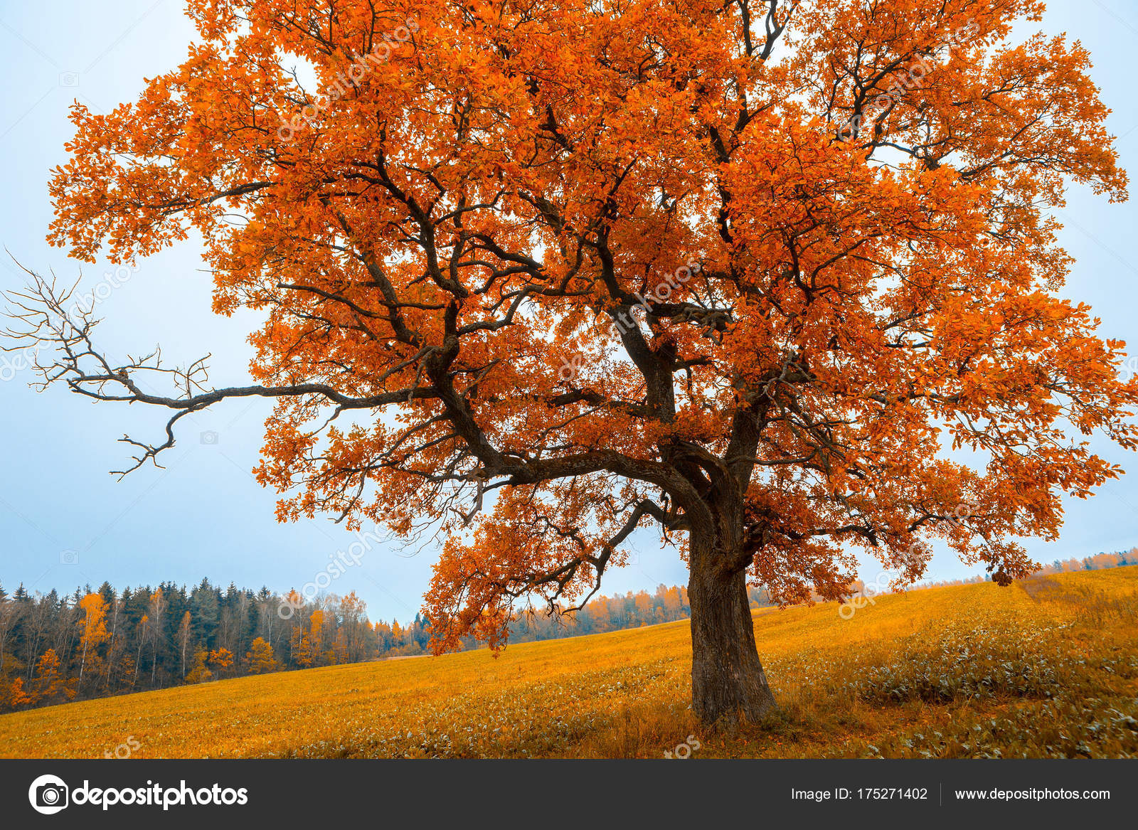 Autumn Tree