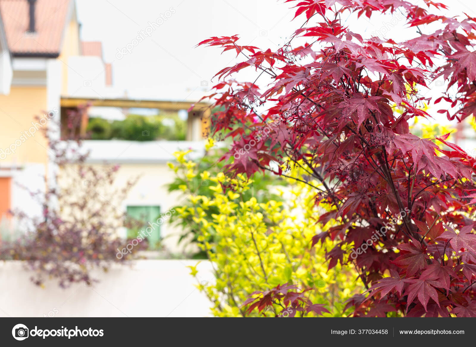 Japanese Fire Bush Acer Palmatum Maple Tree — Stock Photo © comex975 ...