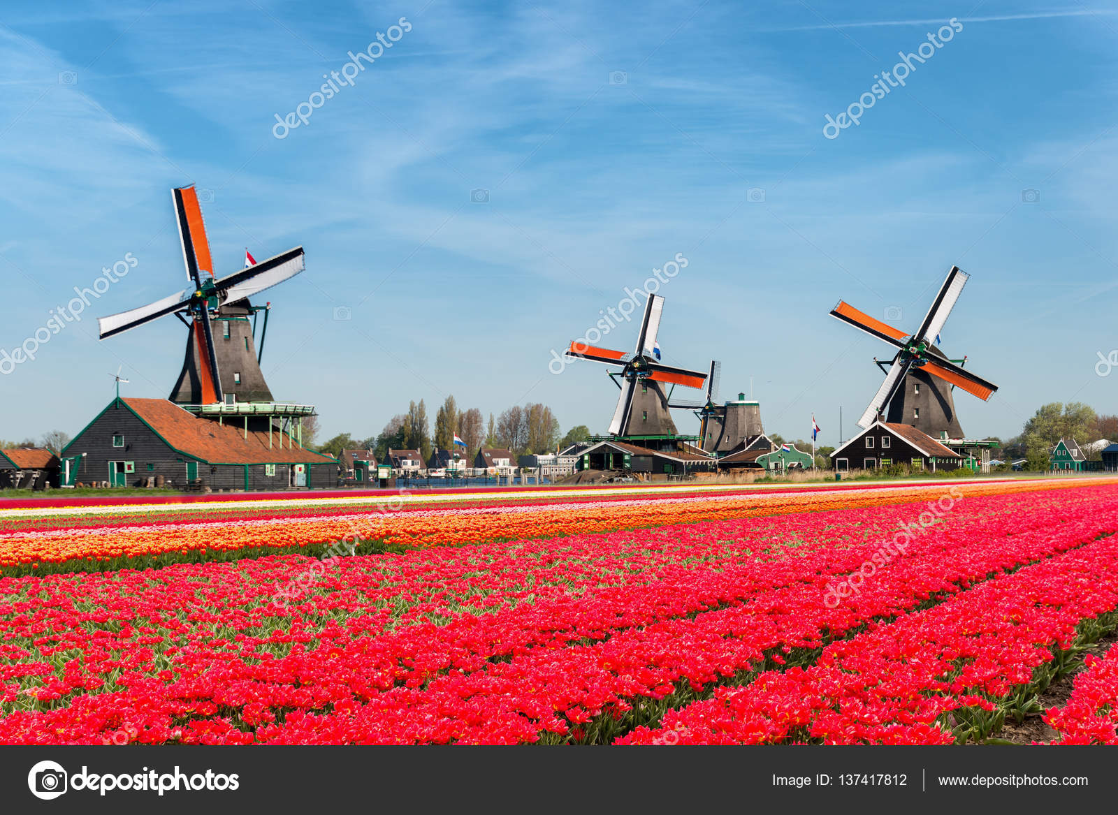 Paesaggio dei Paesi Bassi bouquet di tulipani e mulini a vento nel ...