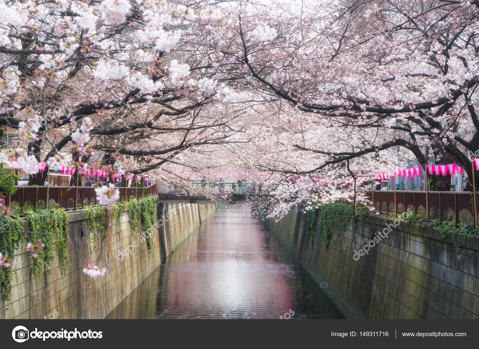 Cherry blossom lined Meguro Canal in Tokyo, Japan. Springtime in — Stock Photo © ake1150sb ...