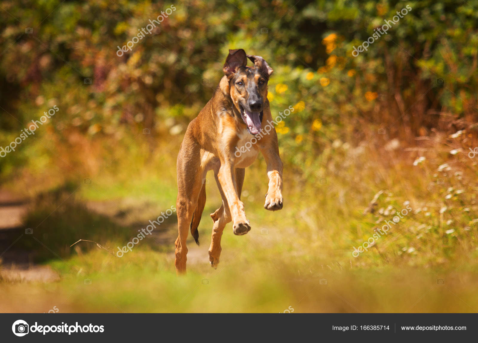 Beautiful and merry vipet dog or puppy running on field field in Stock ...