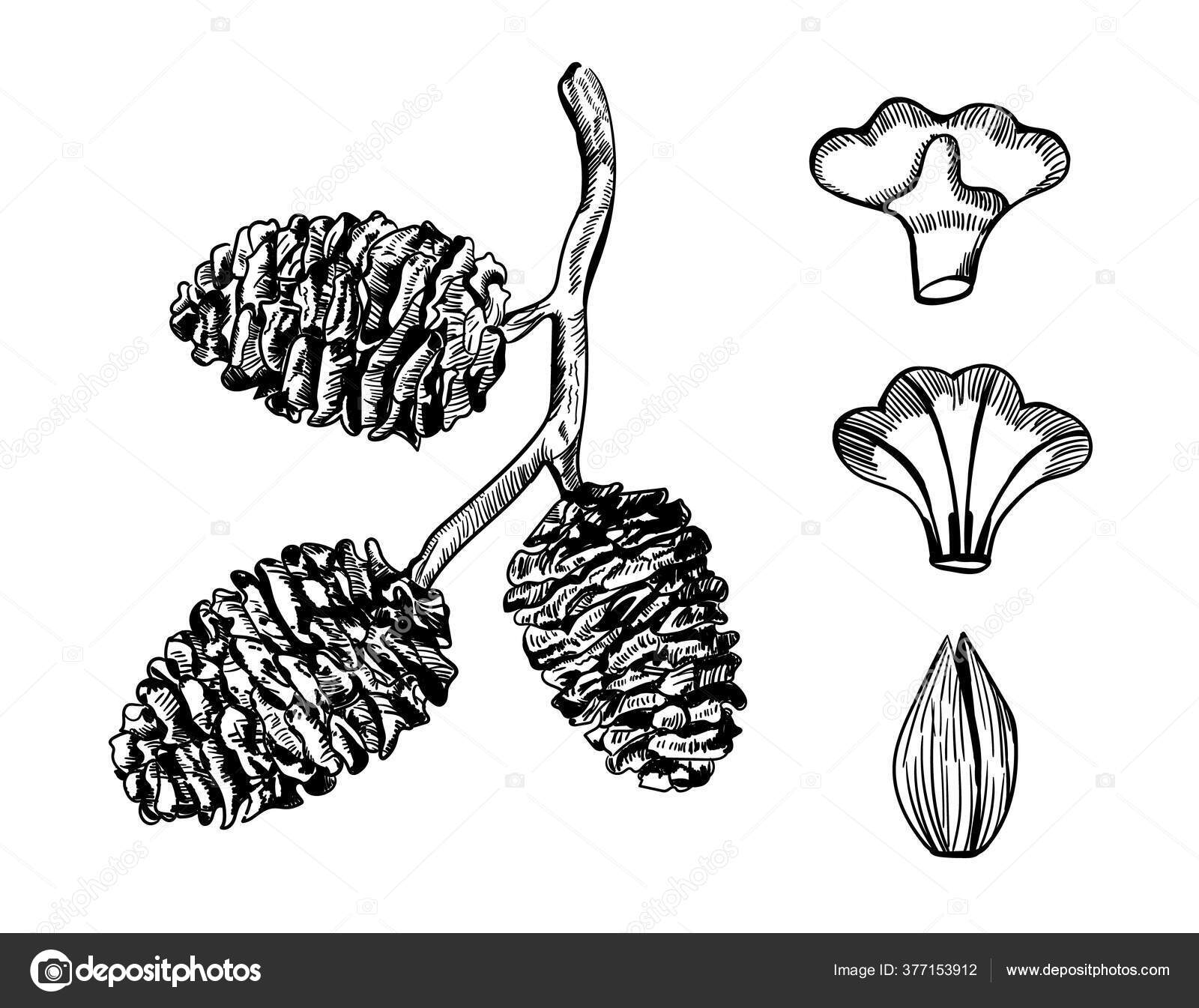 Hand Drawn Branch Seeds Alder Cone Vintage Black Ink Line ⬇ Vector ...