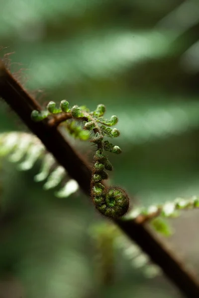 Fern fruits Stock Photos, Royalty Free Fern fruits Images | Depositphotos