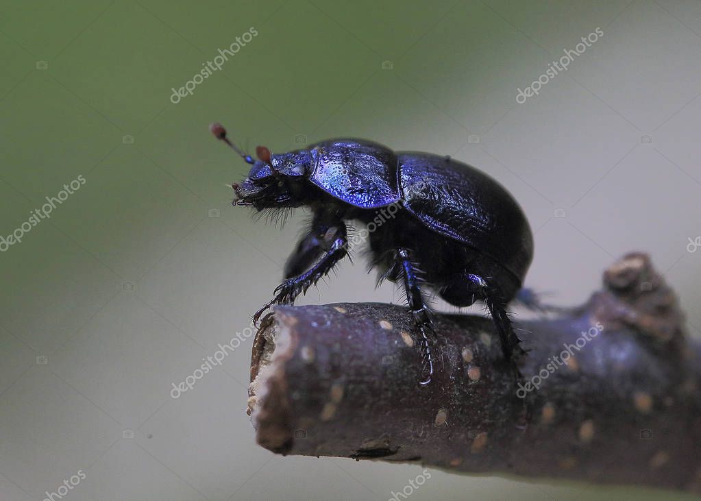 Moustached-hairy.El bicho negro bigote-peludo se sienta en una punta de ...