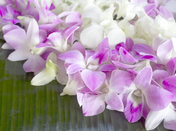 Filipino flowers Stock Photos, Royalty Free Filipino flowers Images ...