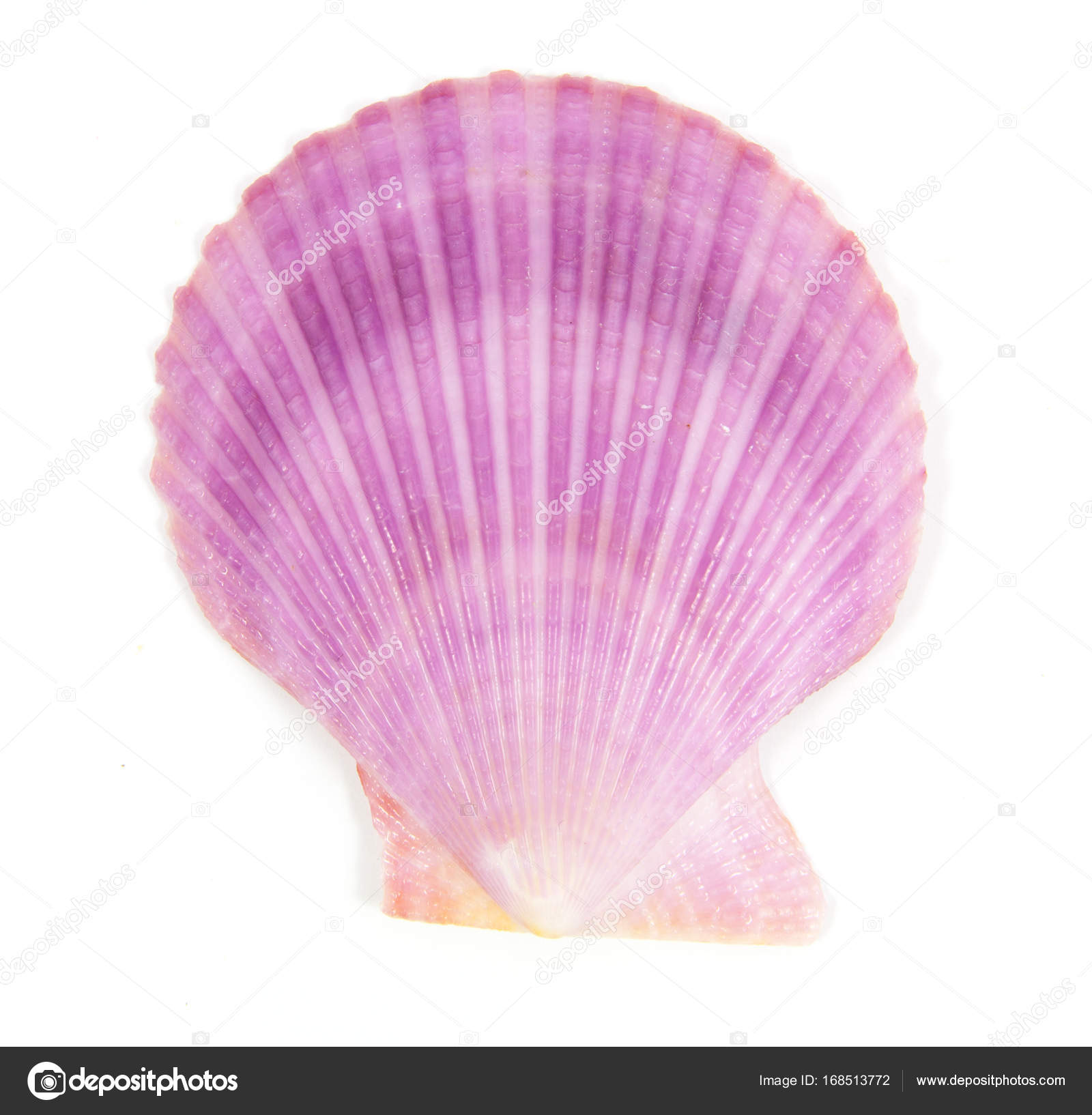 Purple Clam Shell