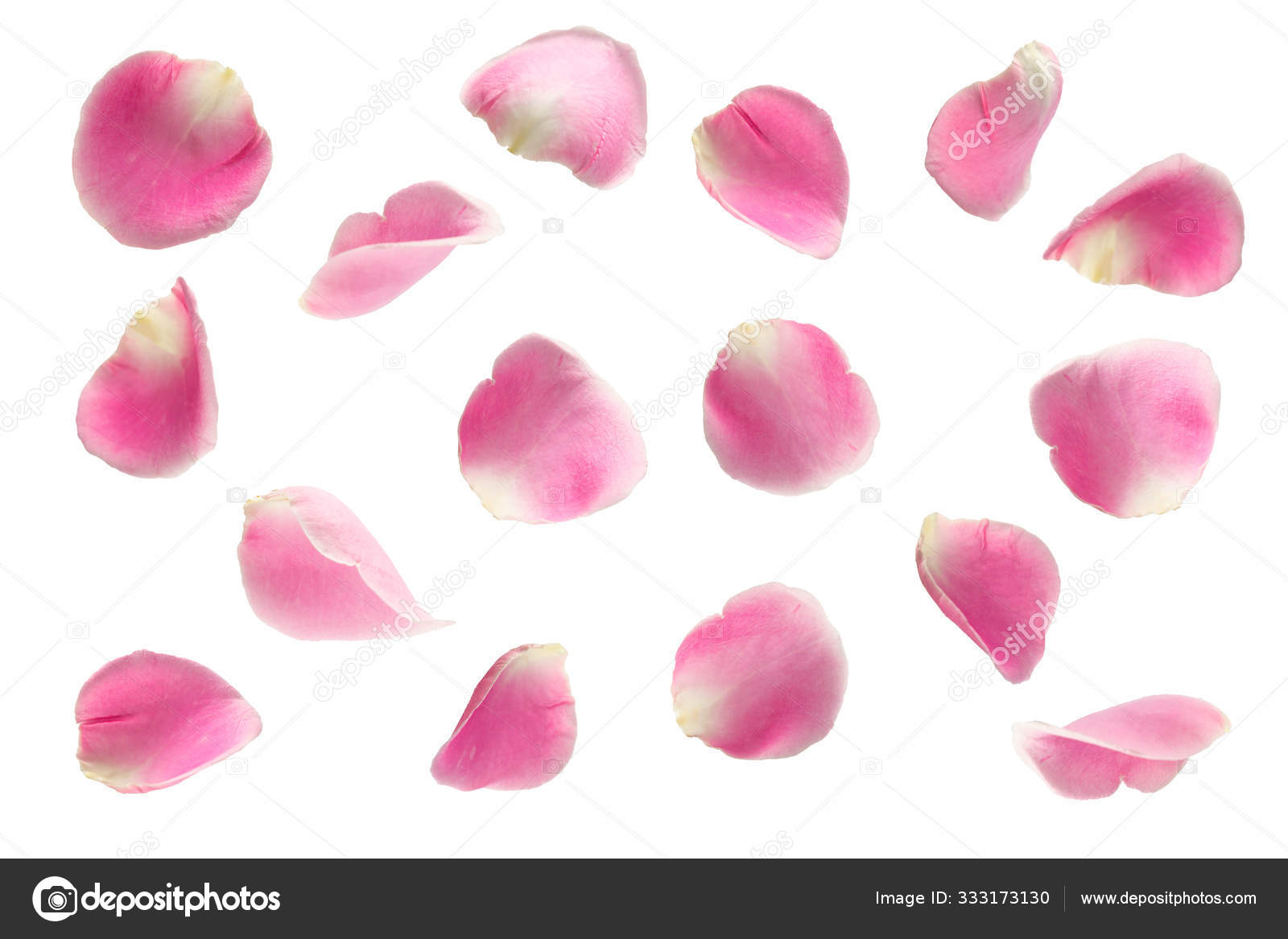 Pink Rose Fly White Background — Stock Photo © onairjiw #333173130