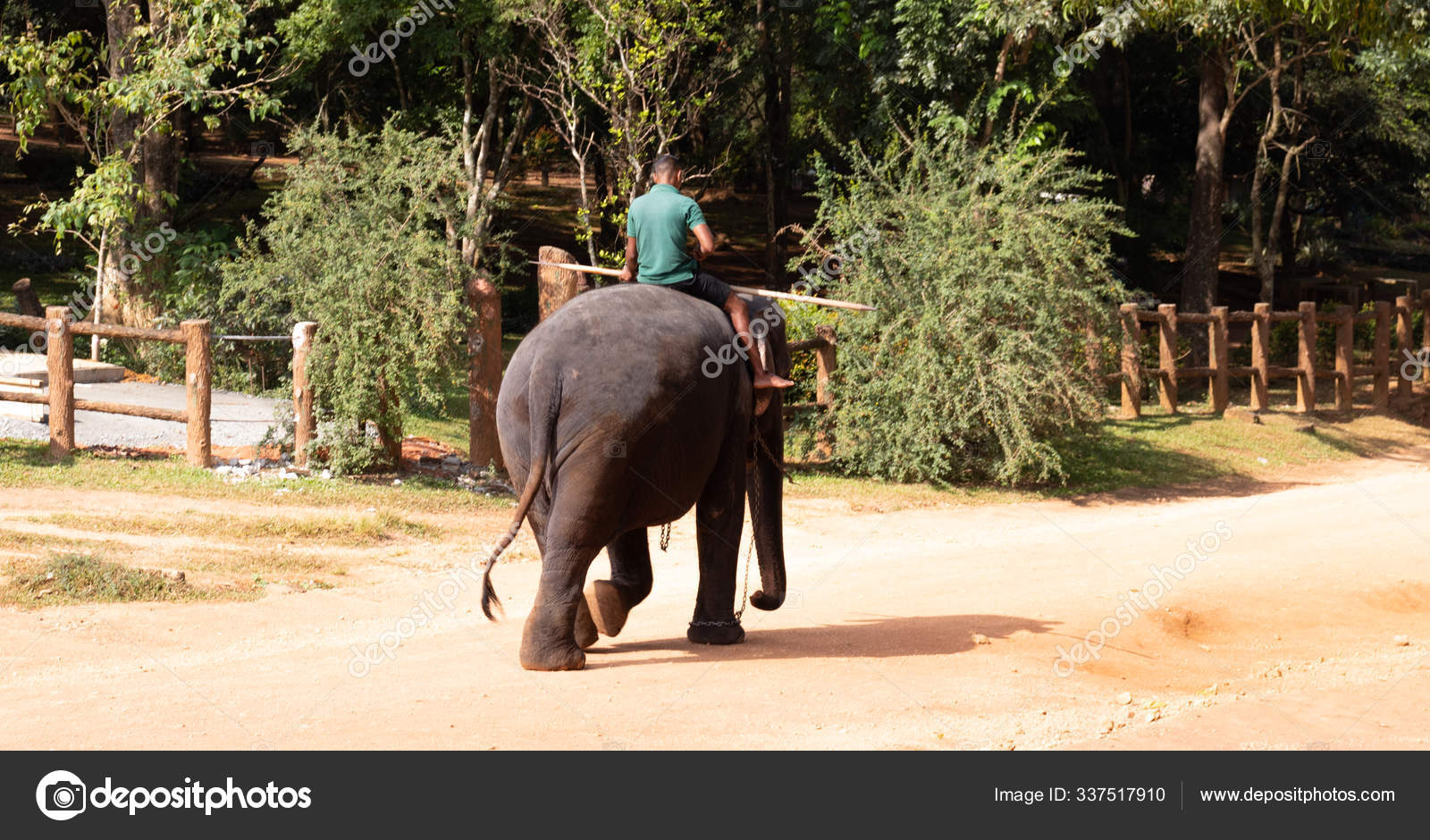 Young boy Riding a Elephant in pinnawala – Stock Editorial Photo ...