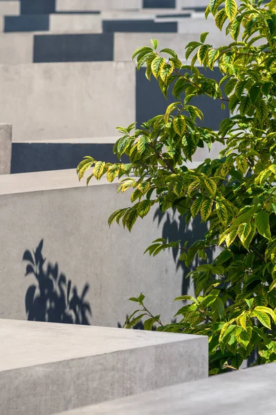 A tree growing between concrete blocks symbolizes nature's resilience ...