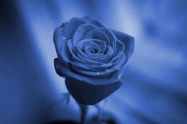 Blue rose Stock Photos, Royalty Free Blue rose Images | Depositphotos