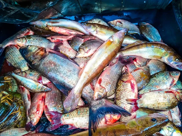 Freshly caught fish sold in a rural market. Fish caught in a pon ...