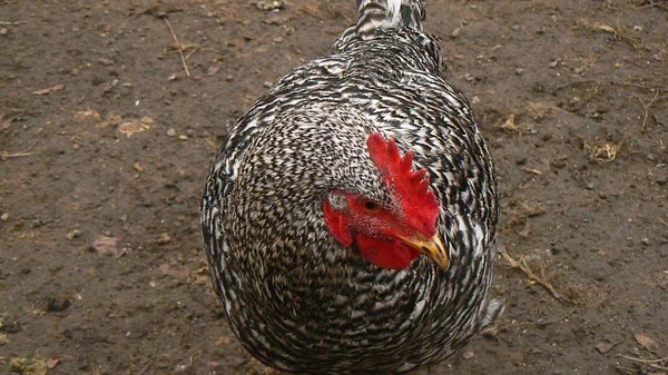 Bantam girl Stock Photos, Royalty Free Bantam girl Images | Depositphotos