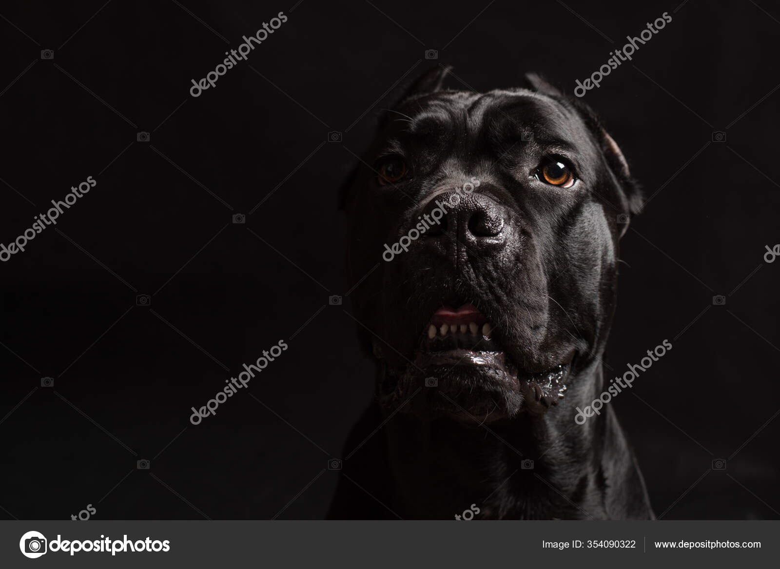 Black Cane Corso Portrait Studio Black Background Black Dog Black Stock ...