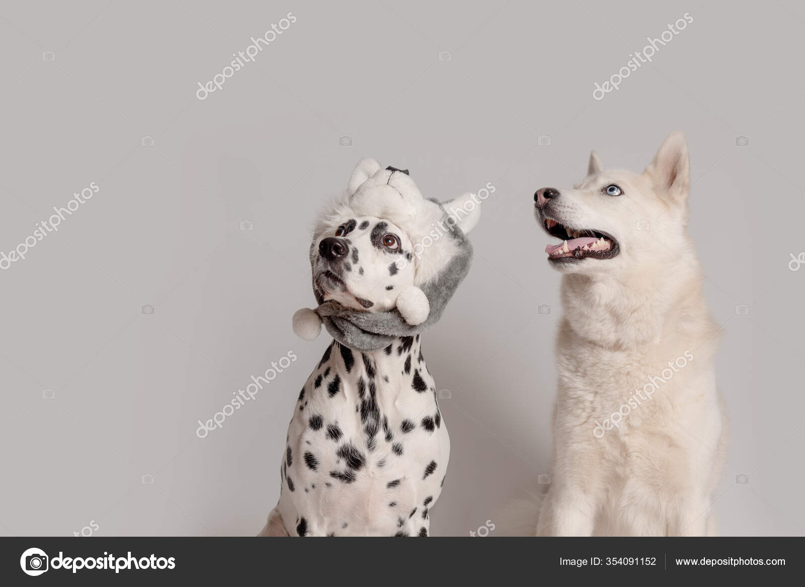 Dalmatian Dog Husky Hat Copies Look Another Siberian — Stock Photo ...