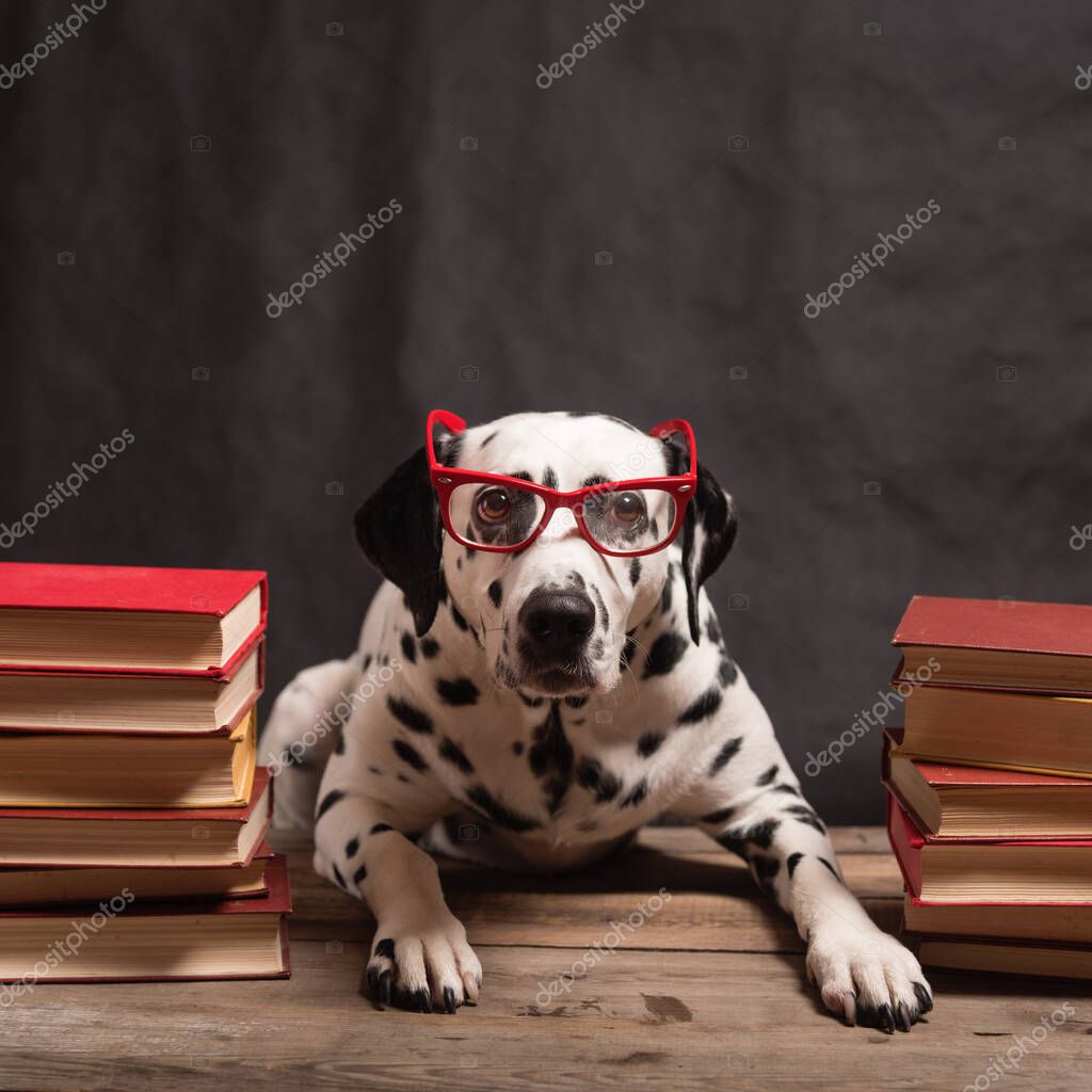 Perro dálmata con gafas de lectura sentado entre montones de libros ...