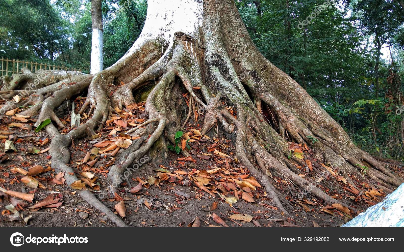 Tree Roots Above Ground