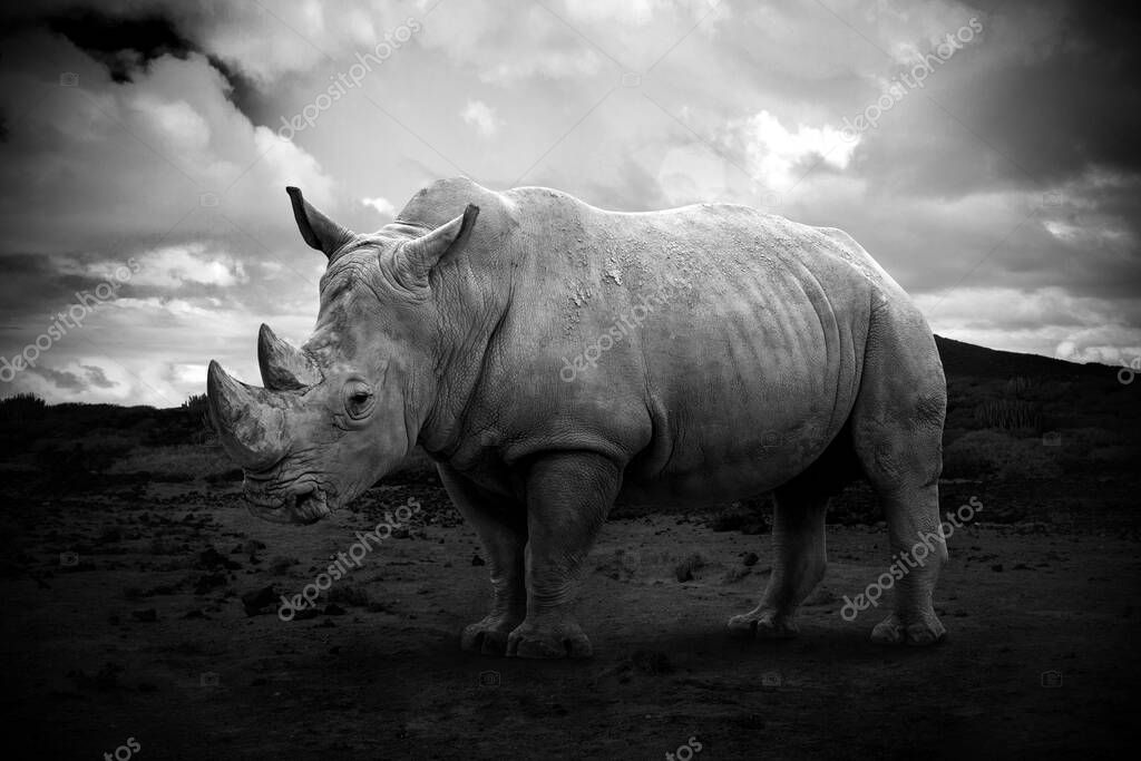 Un rinoceronte blanco. Rinoceronte pastando en un campo abierto en ...