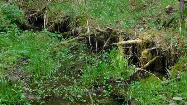 Dirty swamp in the forest Stock Photos, Royalty Free Dirty swamp in the ...