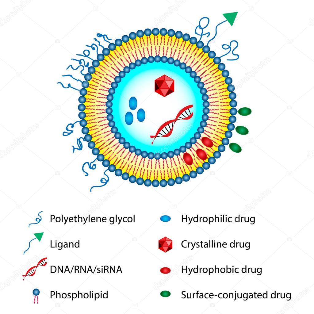 Liposomes Drug Delivery System Sheme Stock Vector Image by ©s ...