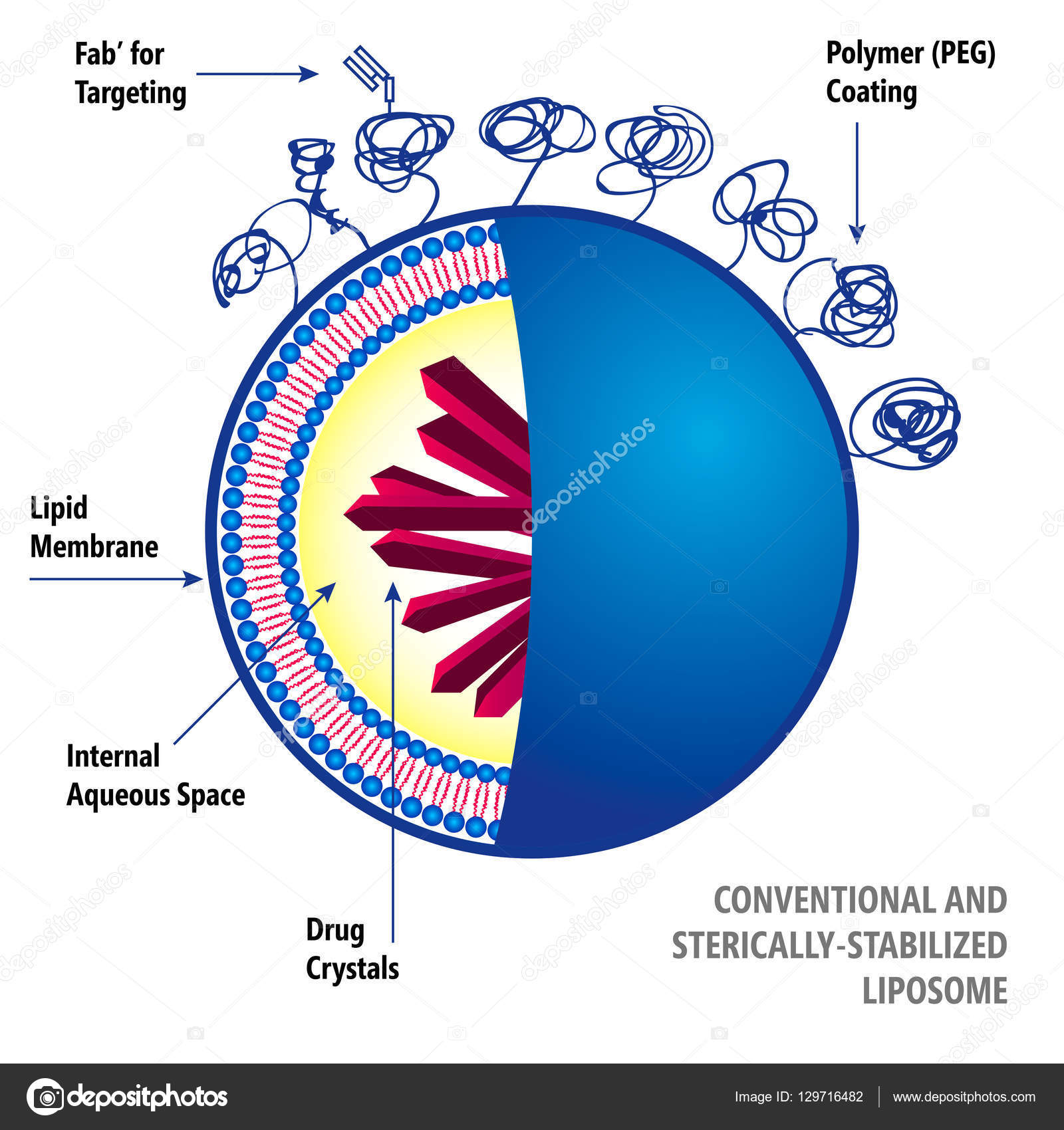 Liposoma convencional y estereotipado Vector de Stock de ©s.rumiantsev ...