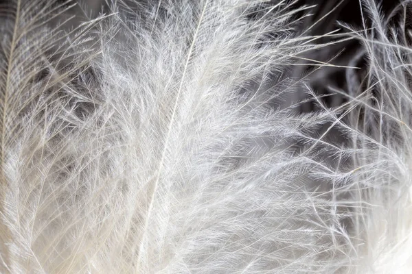 Silky feathers Stock Photos, Royalty Free Silky feathers Images ...