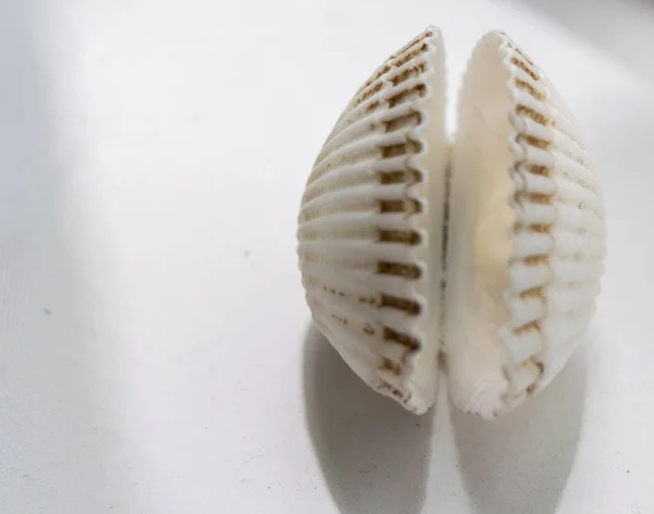 Shell plating Stock Photos, Royalty Free Shell plating Images ...