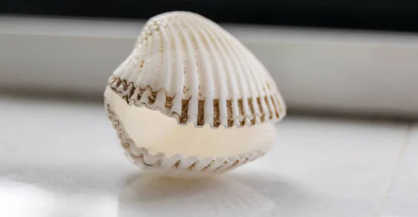 Baptism shell Stock Photos, Royalty Free Baptism shell Images ...