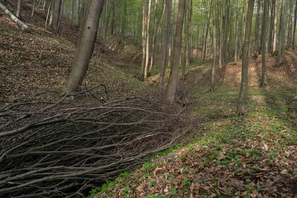 autumn forest with trees on background - Stock Image - Everypixel