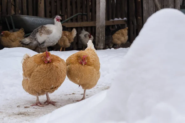 Congelamento de aves Stock Photos, Royalty Free Congelamento de aves ...