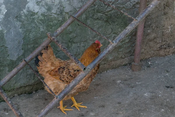 Chicken prison Stock Photos, Royalty Free Chicken prison Images ...