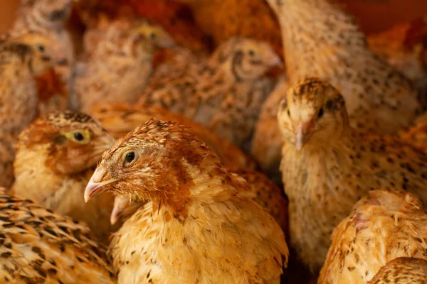 Codorniz en una granja avícola en jaulas. 2024