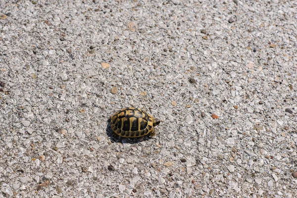 One of two bright land turtle running very fast on asphalt road.Concept ...
