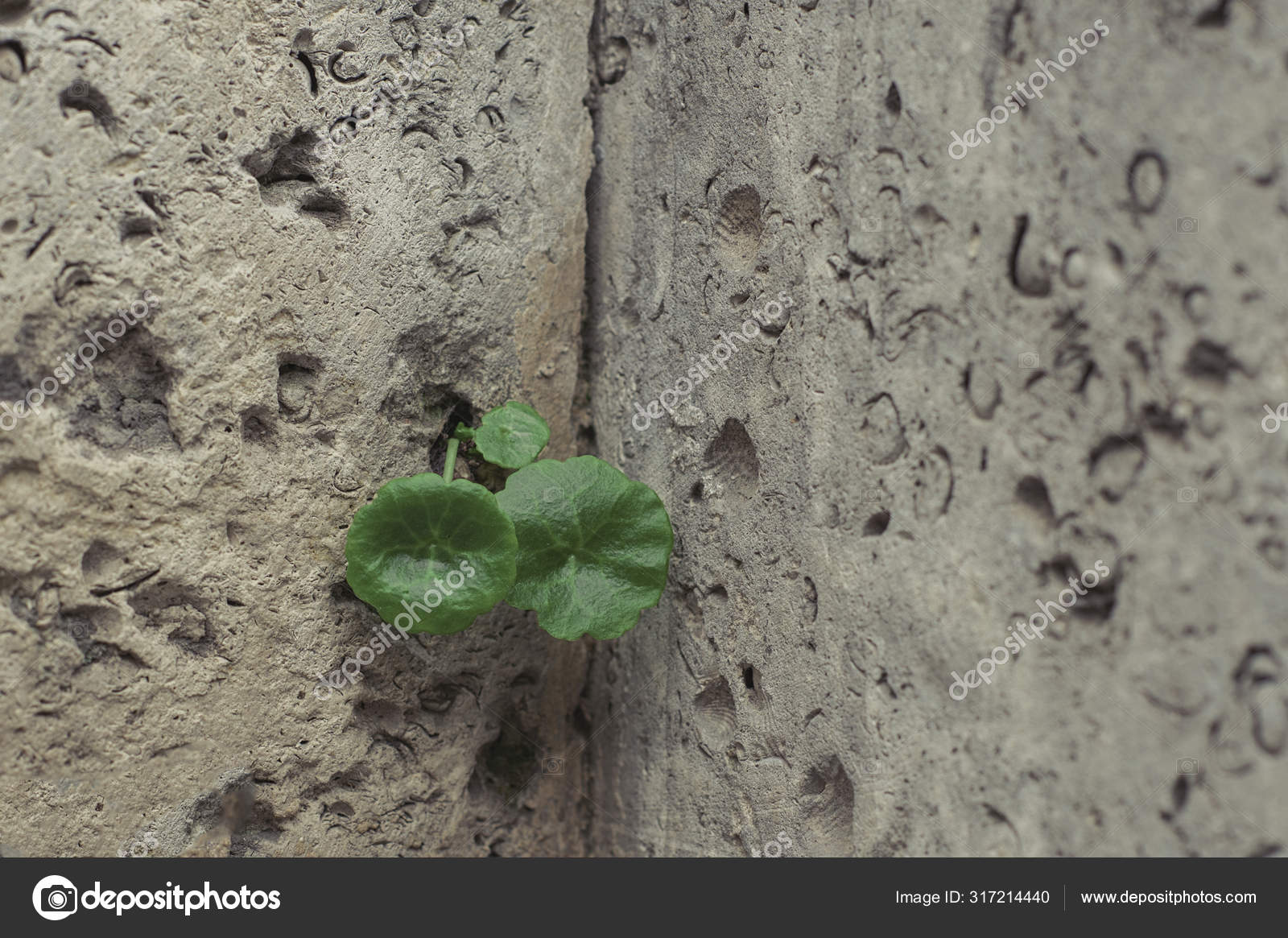 Green Leaf Growing Limestone Surface Shape Shells Starfish Struggle ...