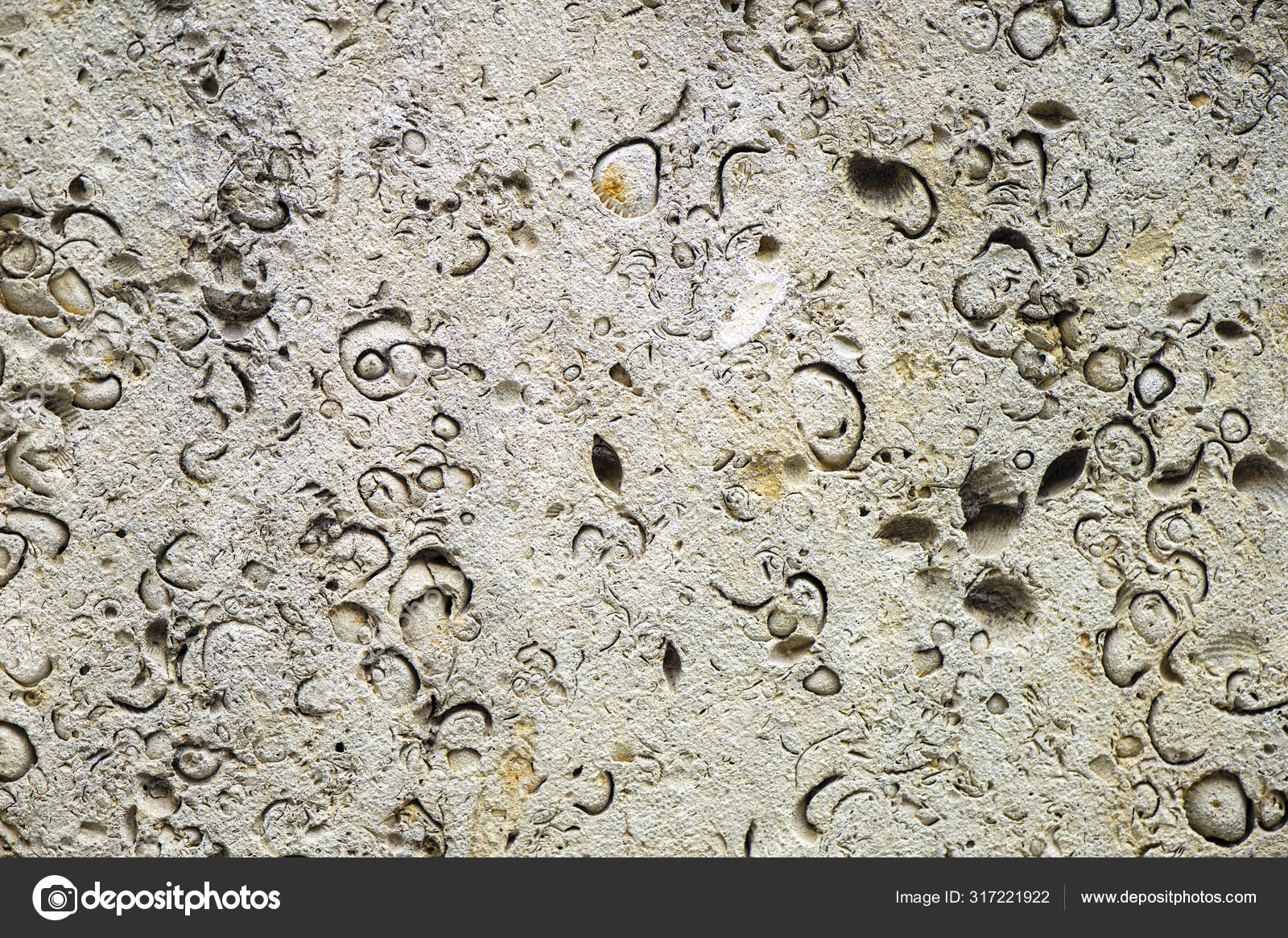 Texture Limestone Surface Shape Shells Starfish — Stock Photo ...