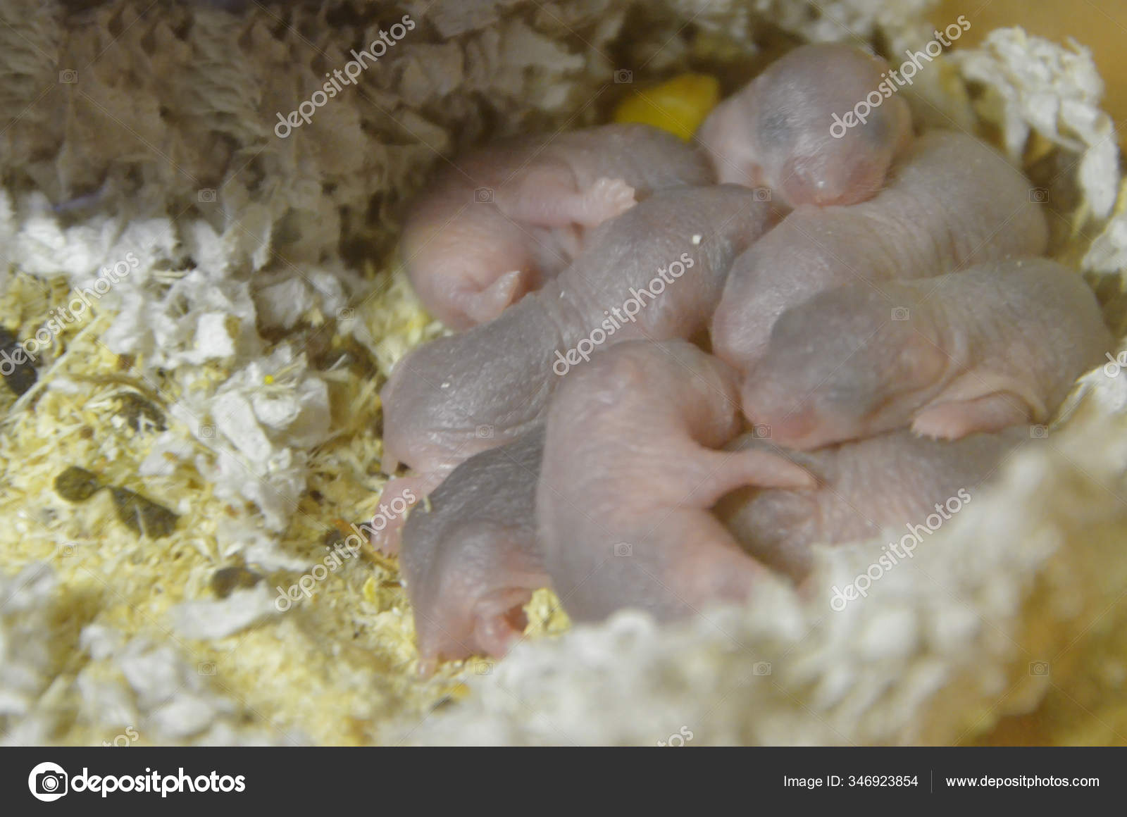 Blind Born Defenseless Cubs Small Animal Hamster Very Small Rodent ...