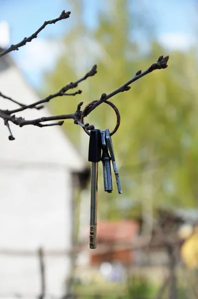 Several keys to the house hang on a tree branch. Lost key ring. At ...