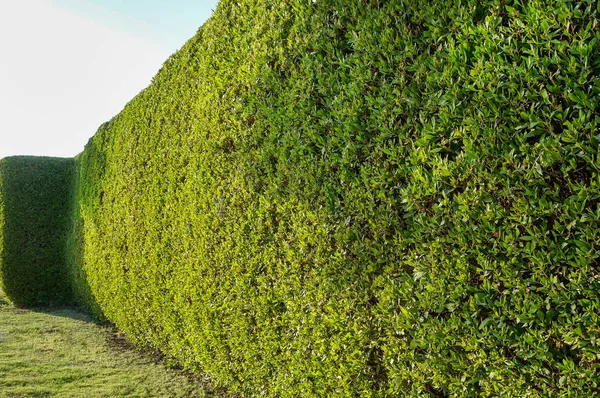 Shears hedge Stock Photos, Royalty Free Shears hedge Images | Depositphotos