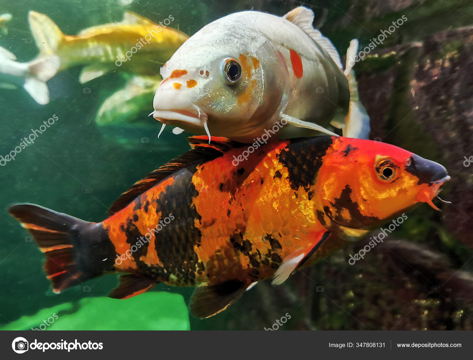 Giant Koi Carp Fish