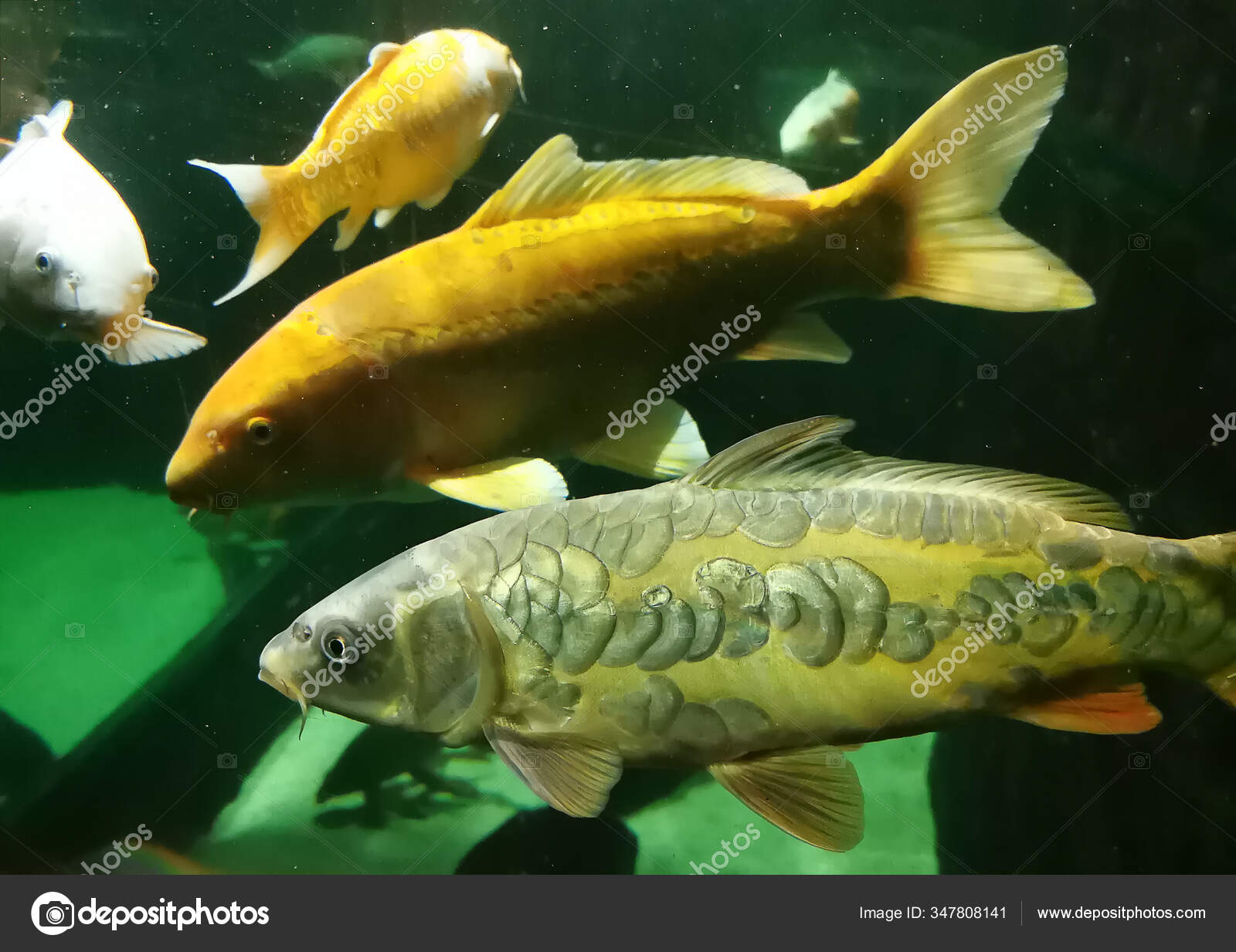 Giant Koi Carp Fish